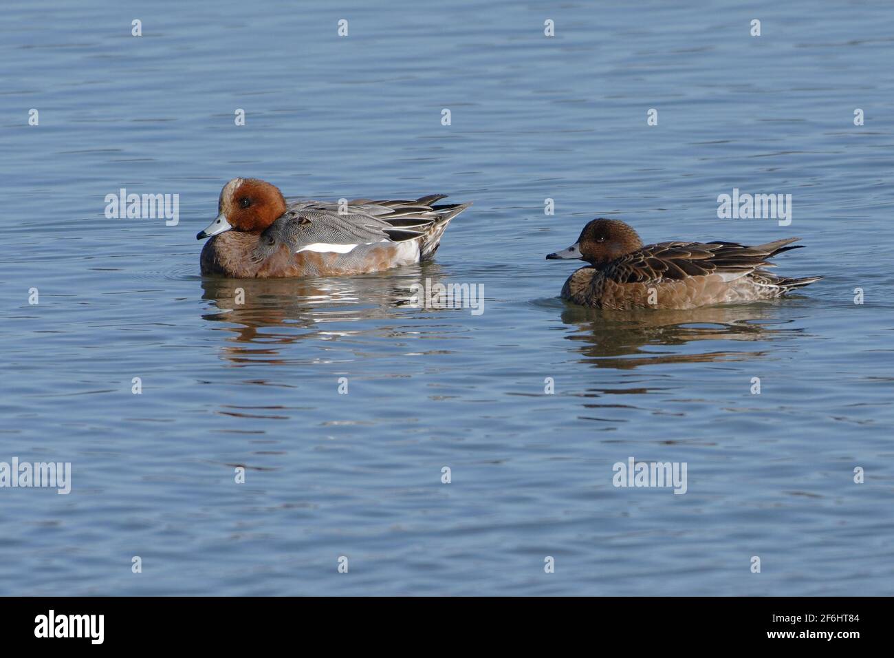 Couple of Eurasian Wigeon (Anas penelope Stock Photo - Alamy