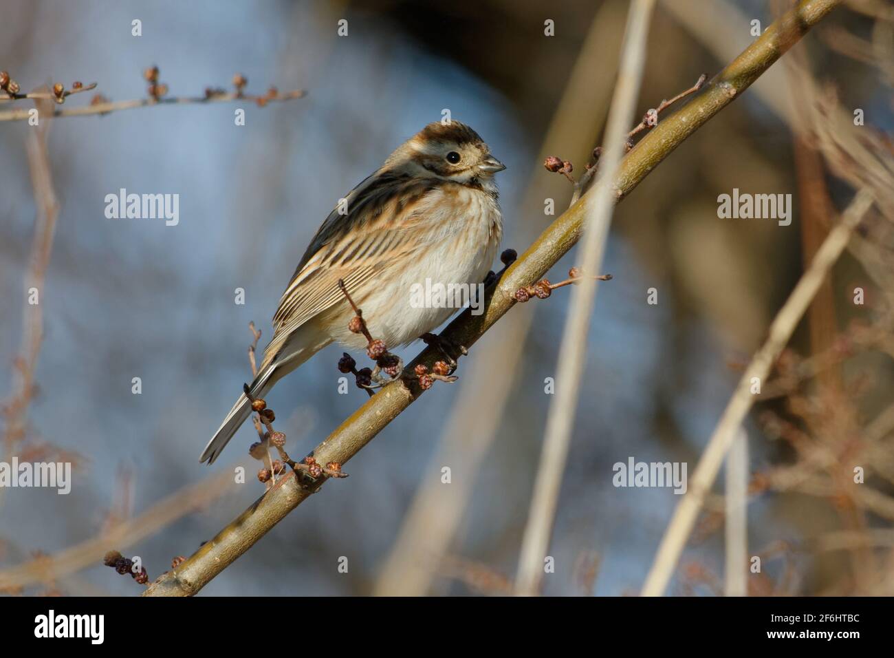 Common Reed Bunting (Emberiza schoeniclus Stock Photo - Alamy