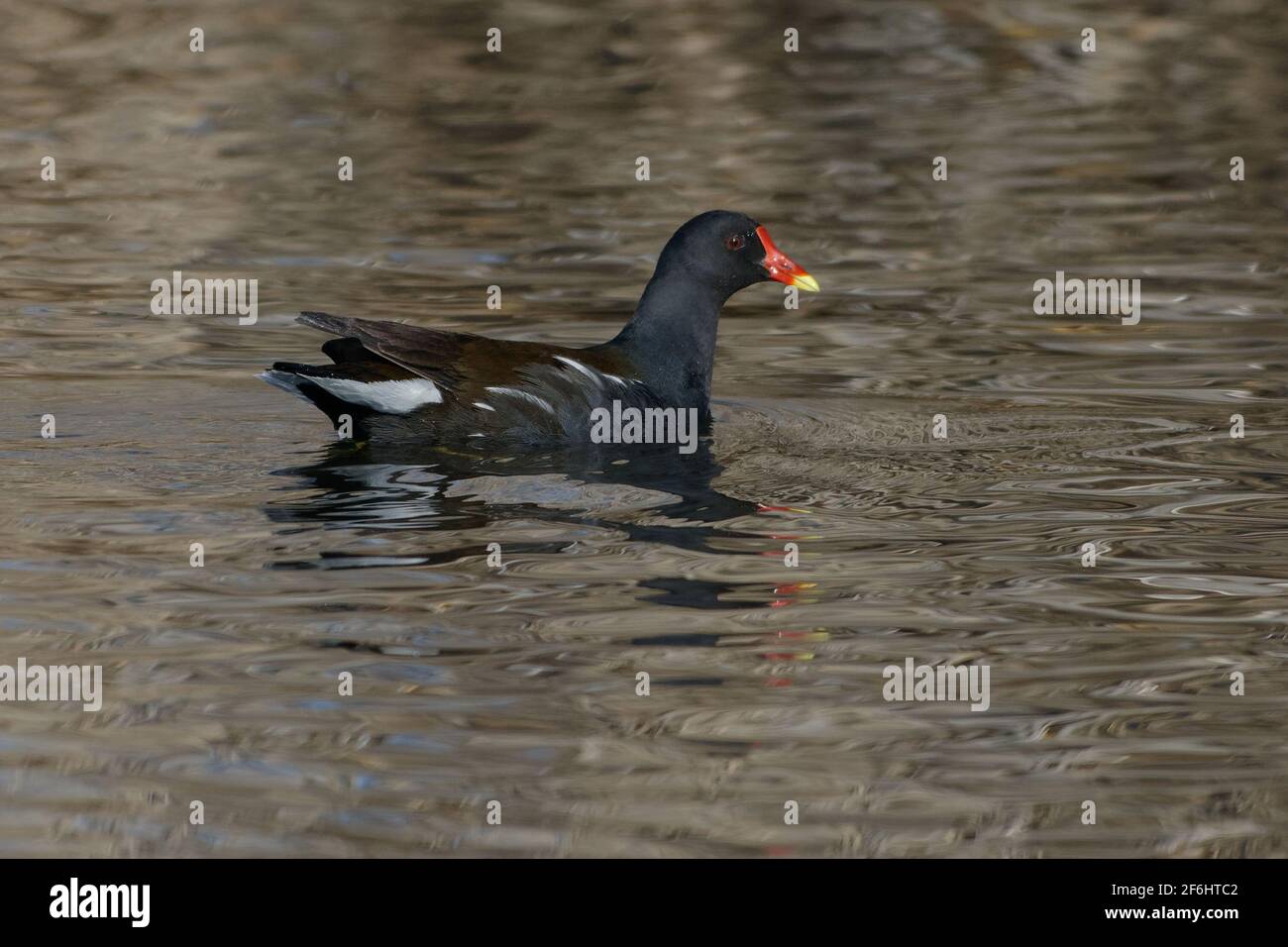 Common Moorhen (Gallinula chloropus Stock Photo - Alamy