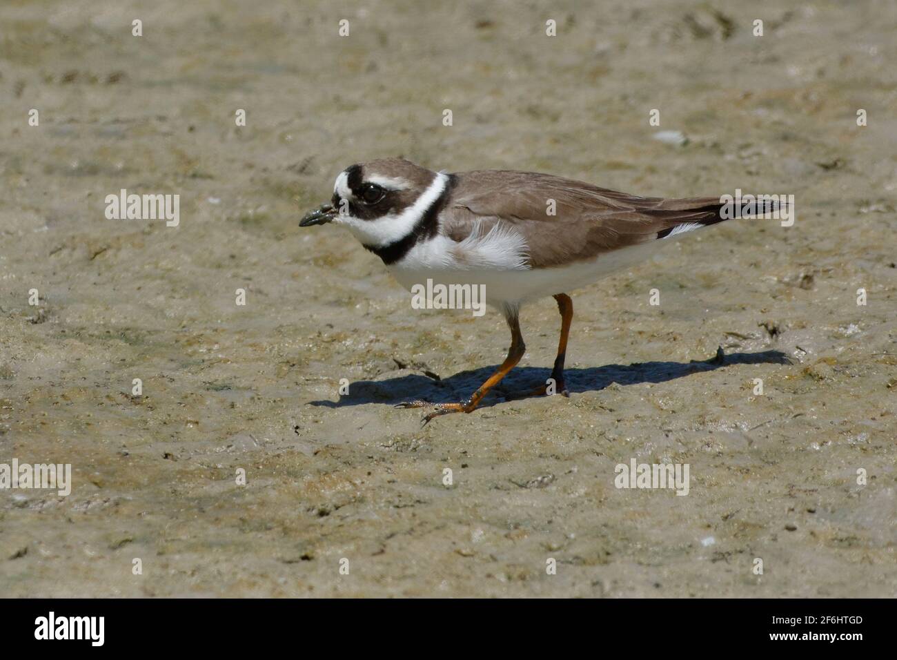 Female Common Ringed Plover (Charadrius hiaticula Stock Photo - Alamy