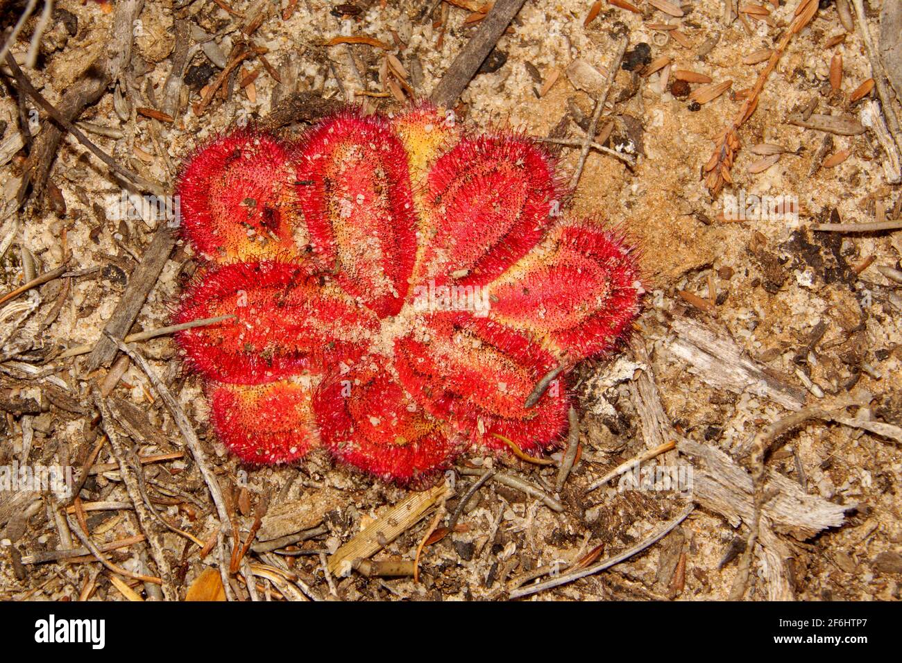 Australian Insect Eating Plant High Resolution Stock Photography and ...