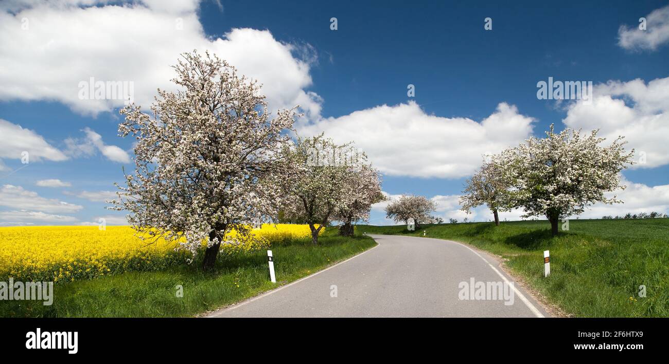 spring view of road with alley of apple tree and rapeseed field Stock ...