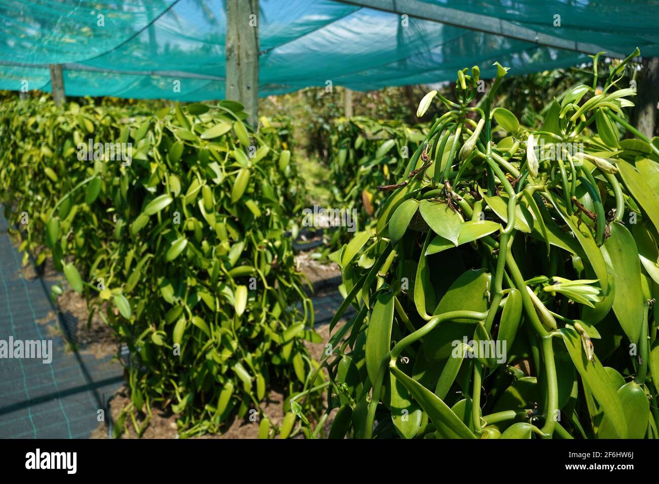 Reunion, Sainte-Suzanne, 2020/29/29: vanilla plants (vanilla planifolia ...