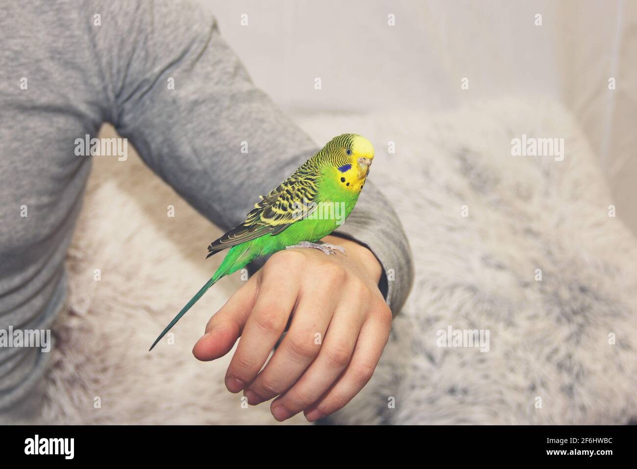 Wavy parrot in the hands. Bird in hand Stock Photo - Alamy