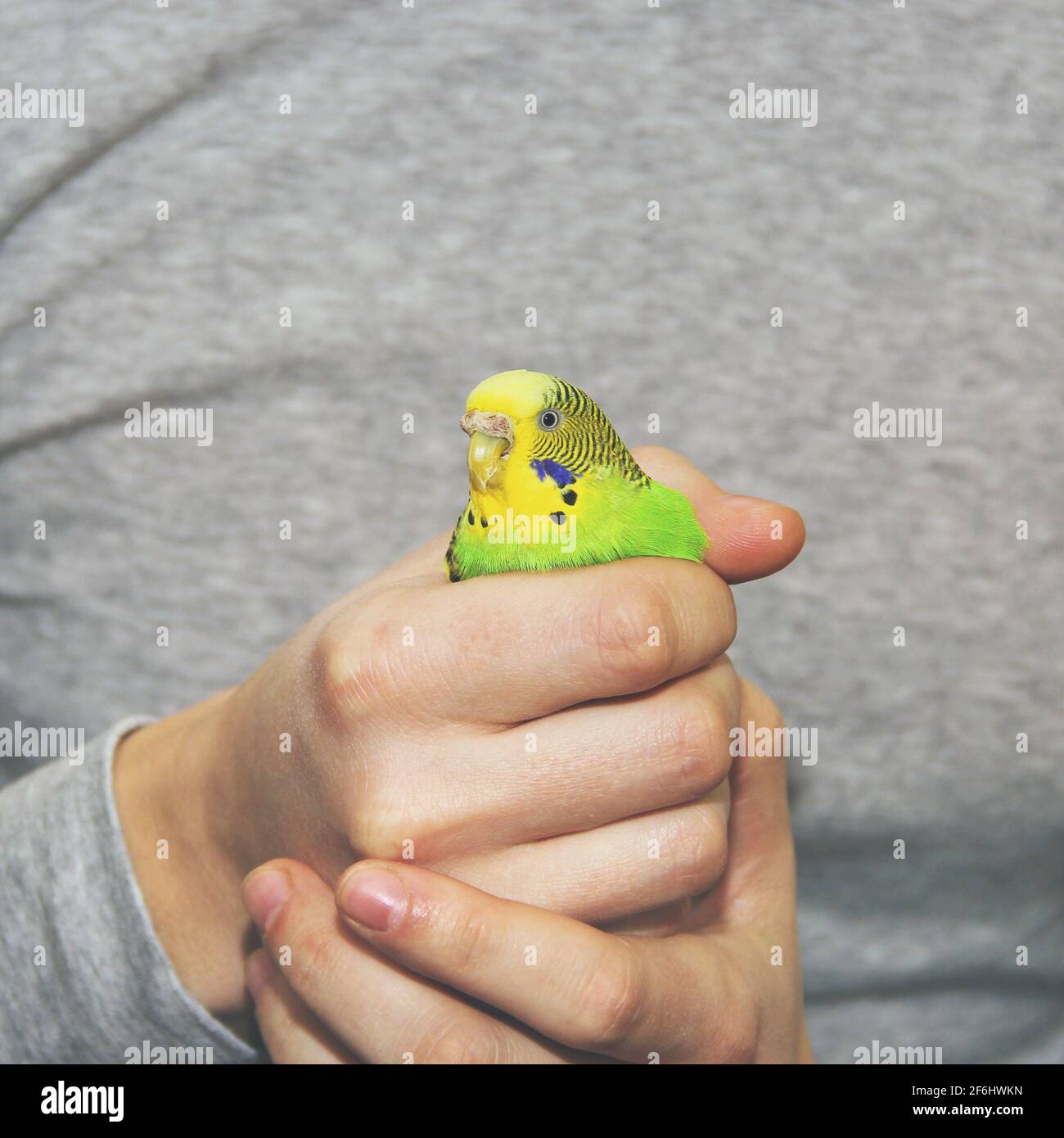 Little yellow bird wallpaper hi-res stock photography and images - Alamy