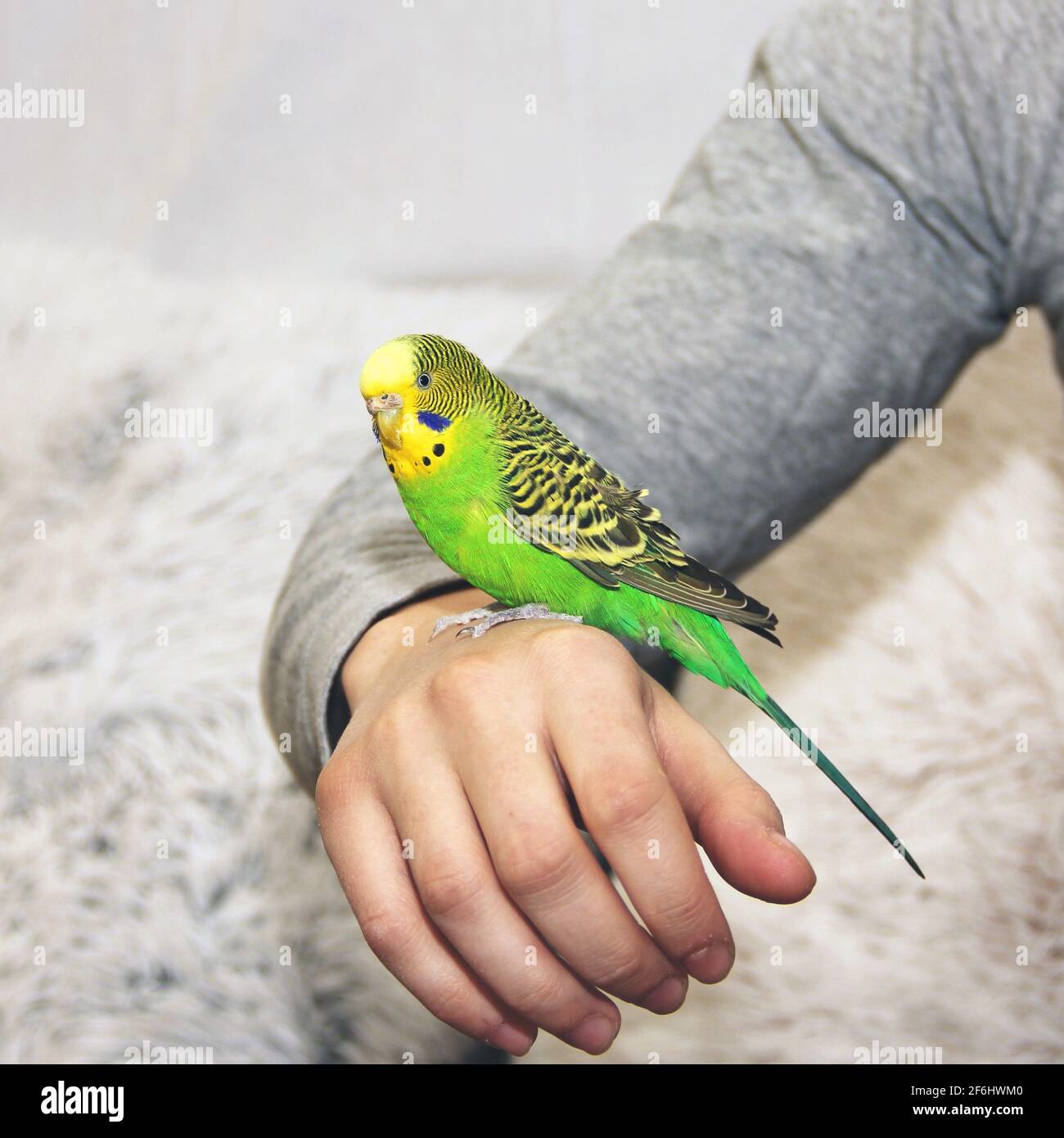Wavy parrot in the hands. Bird in hand Stock Photo - Alamy