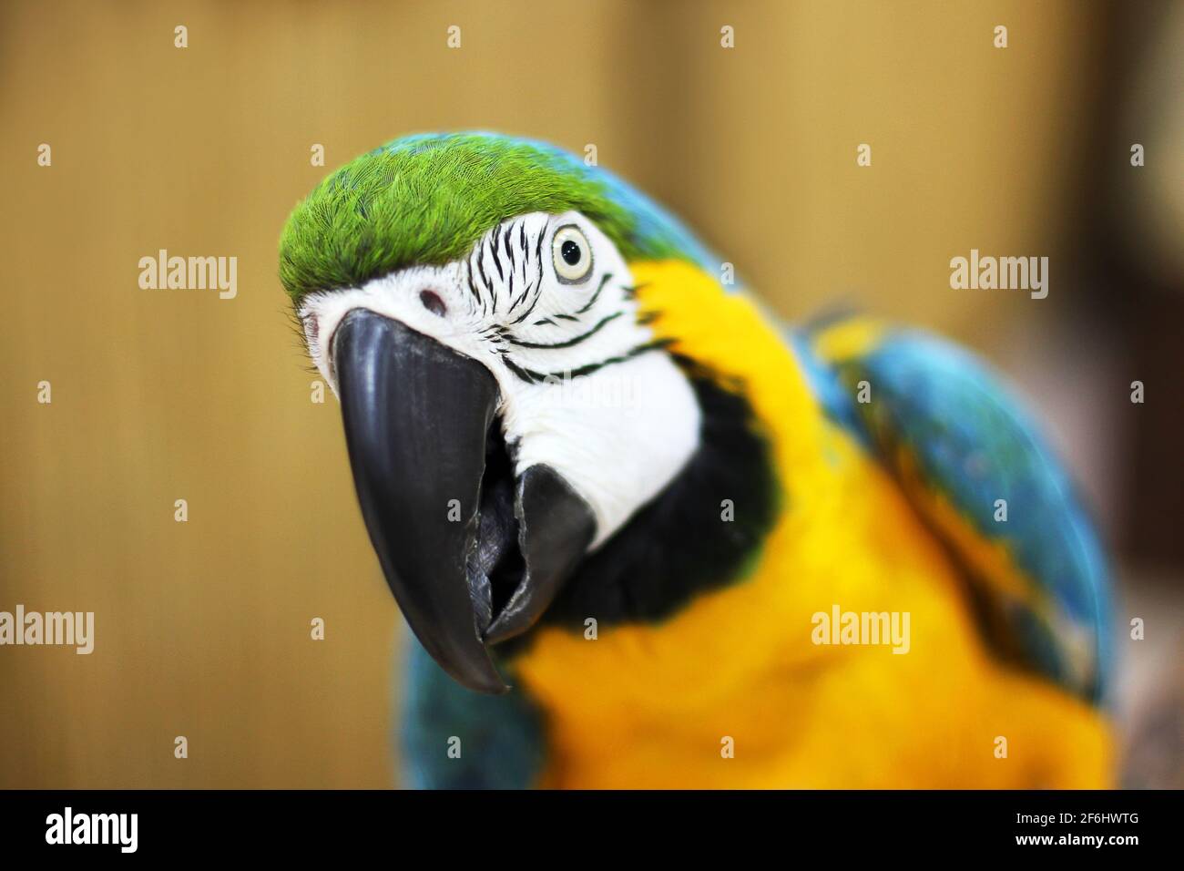 Big white parrots hi-res stock photography and images - Alamy