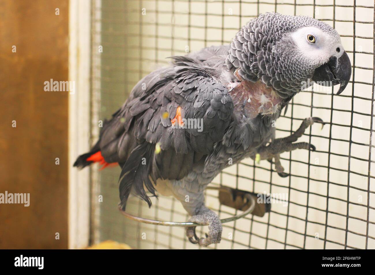Big beautiful parrot sitting on the cage. Jaco. Gray Parrot Stock Photo ...
