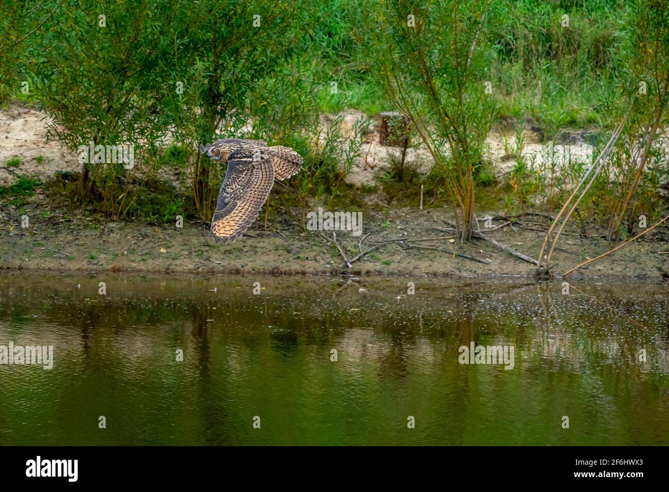 A Eurasian Eagle Owl flies with spread wings and open mouth above water ...