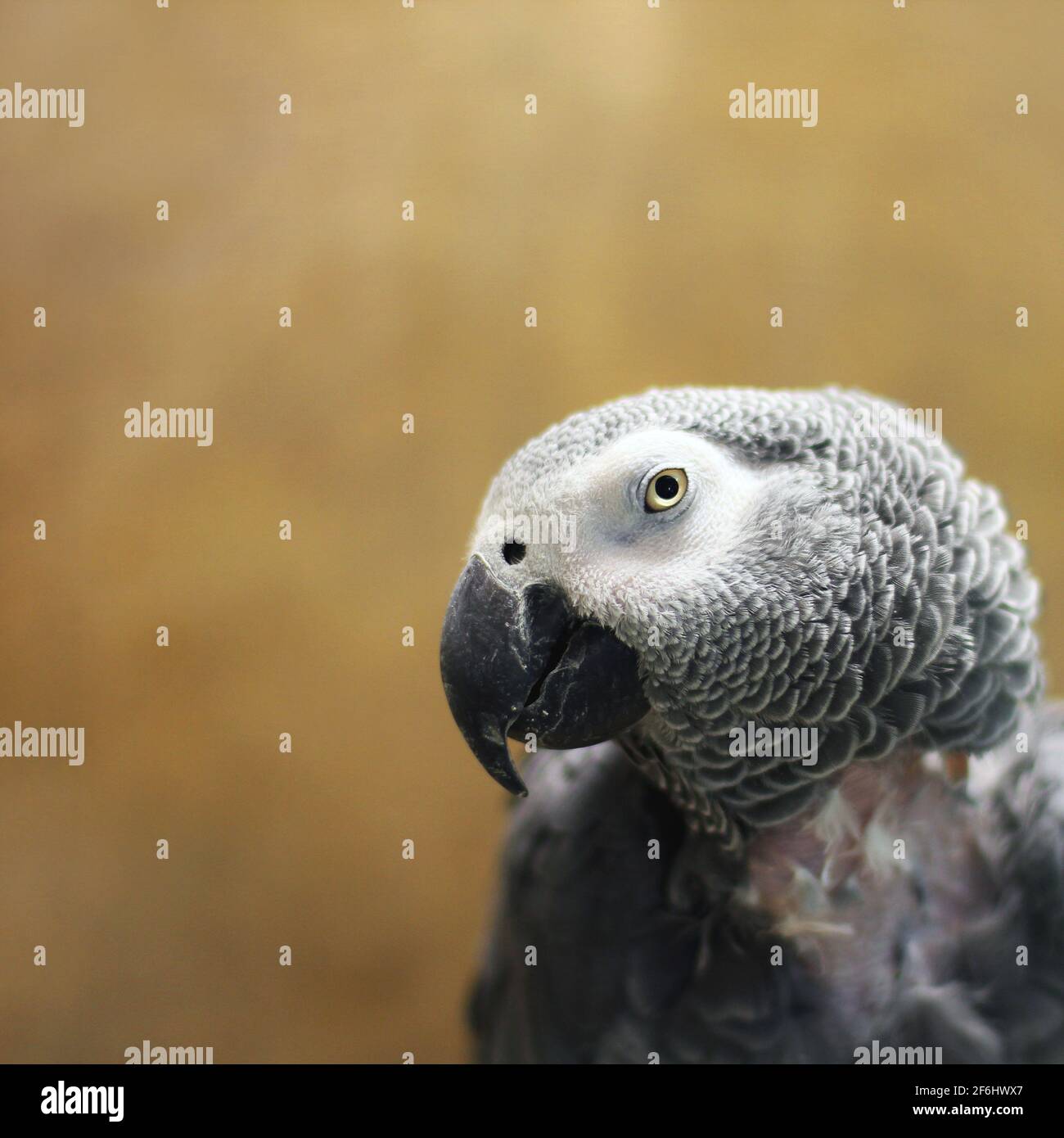 Big blue parrot brazil hi-res stock photography and images - Alamy