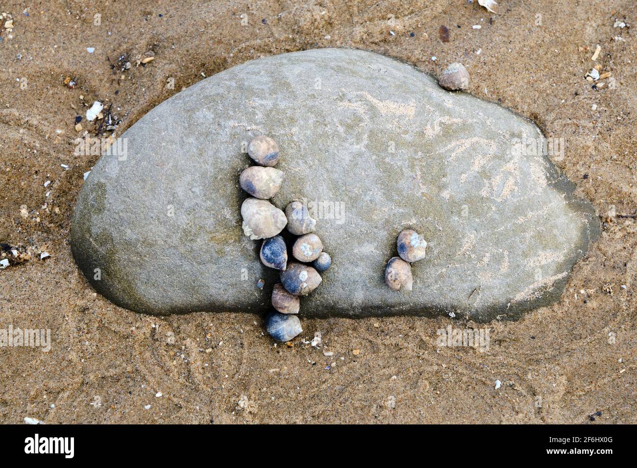 Sea snails in an interesting pattern on a large stone at Conwy Morfa ...