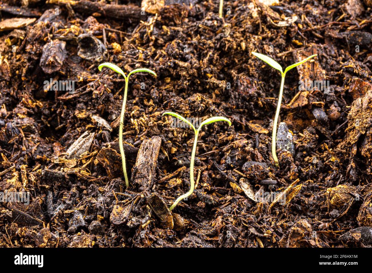 Cotyledon seed germination hi-res stock photography and images - Alamy