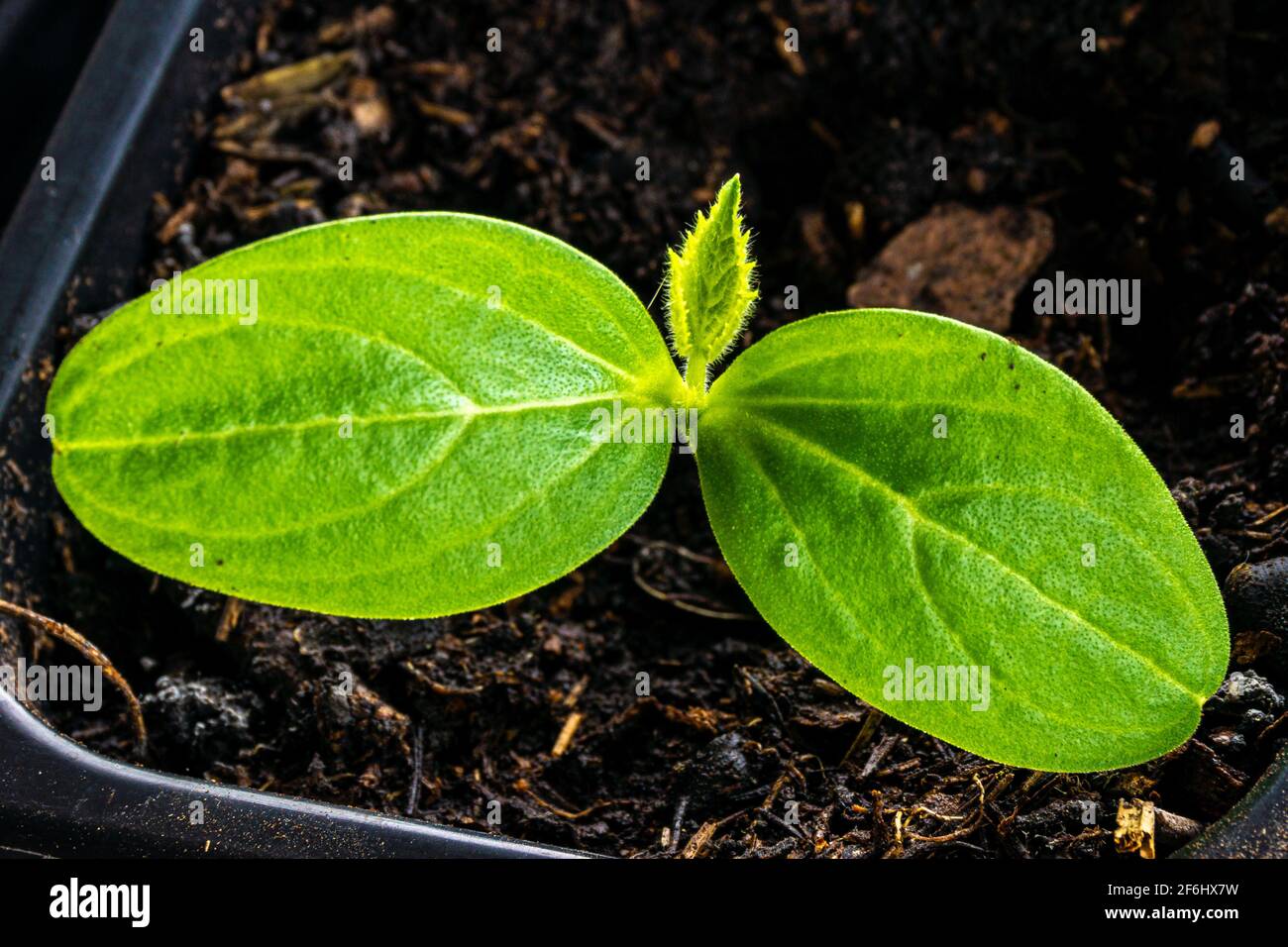 Adventitious root system hi-res stock photography and images - Alamy
