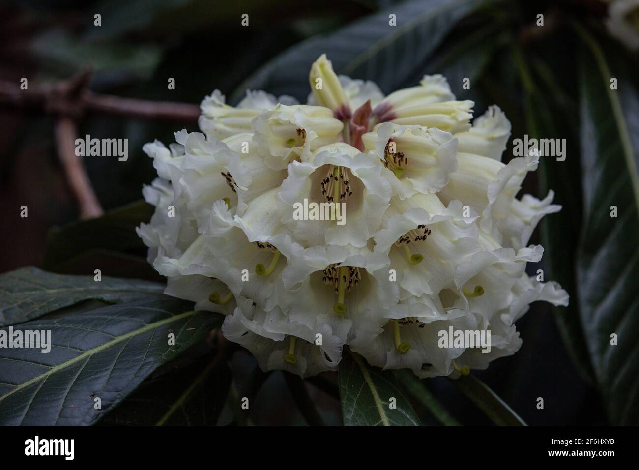 Woolly indumentum hi-res stock photography and images - Alamy