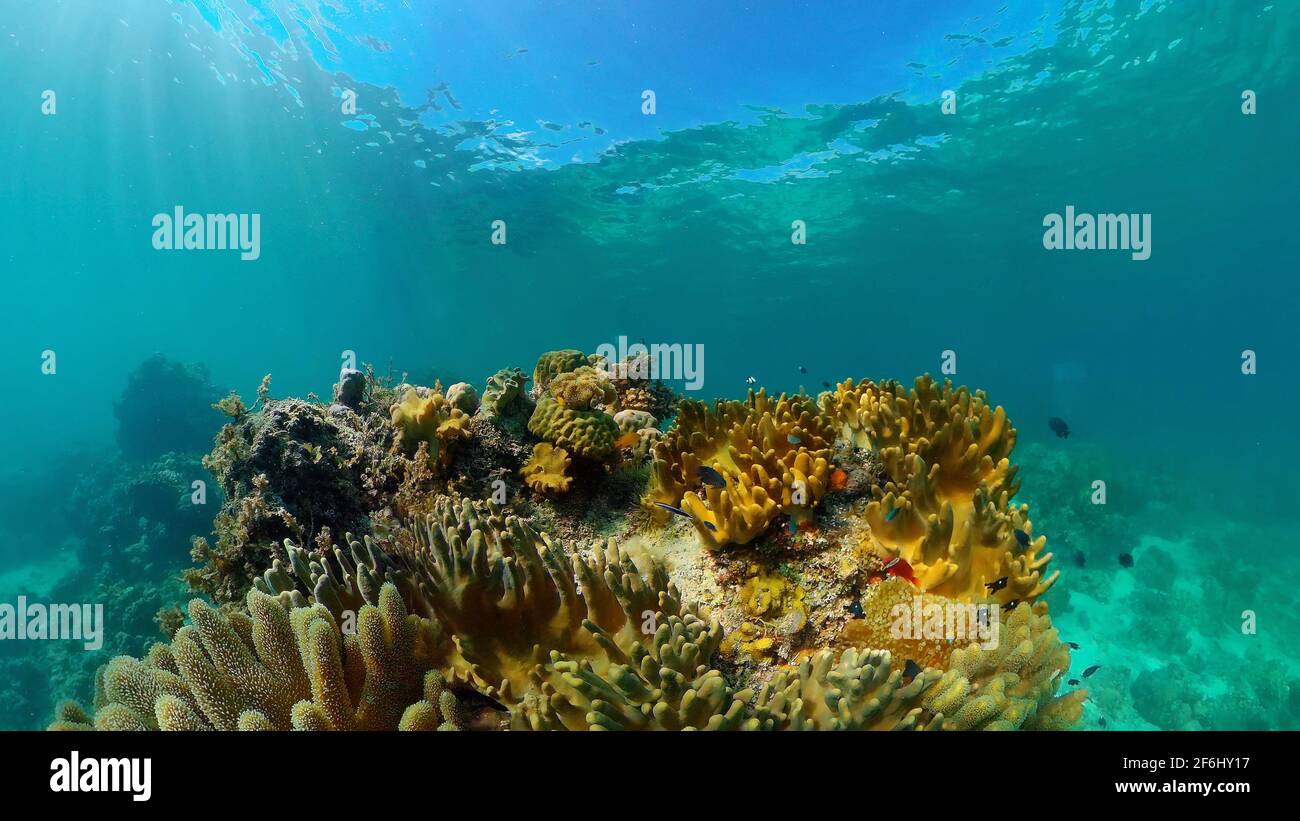 Blue Sea Water and Tropical Fish. Tropical underwater sea fish ...