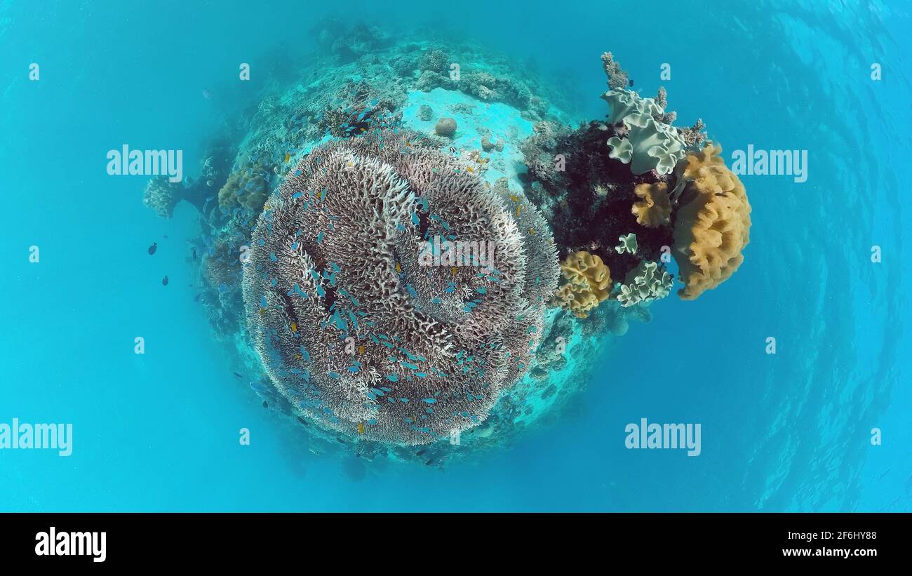 Beautiful underwater landscape with tropical fishes and corals. Life ...