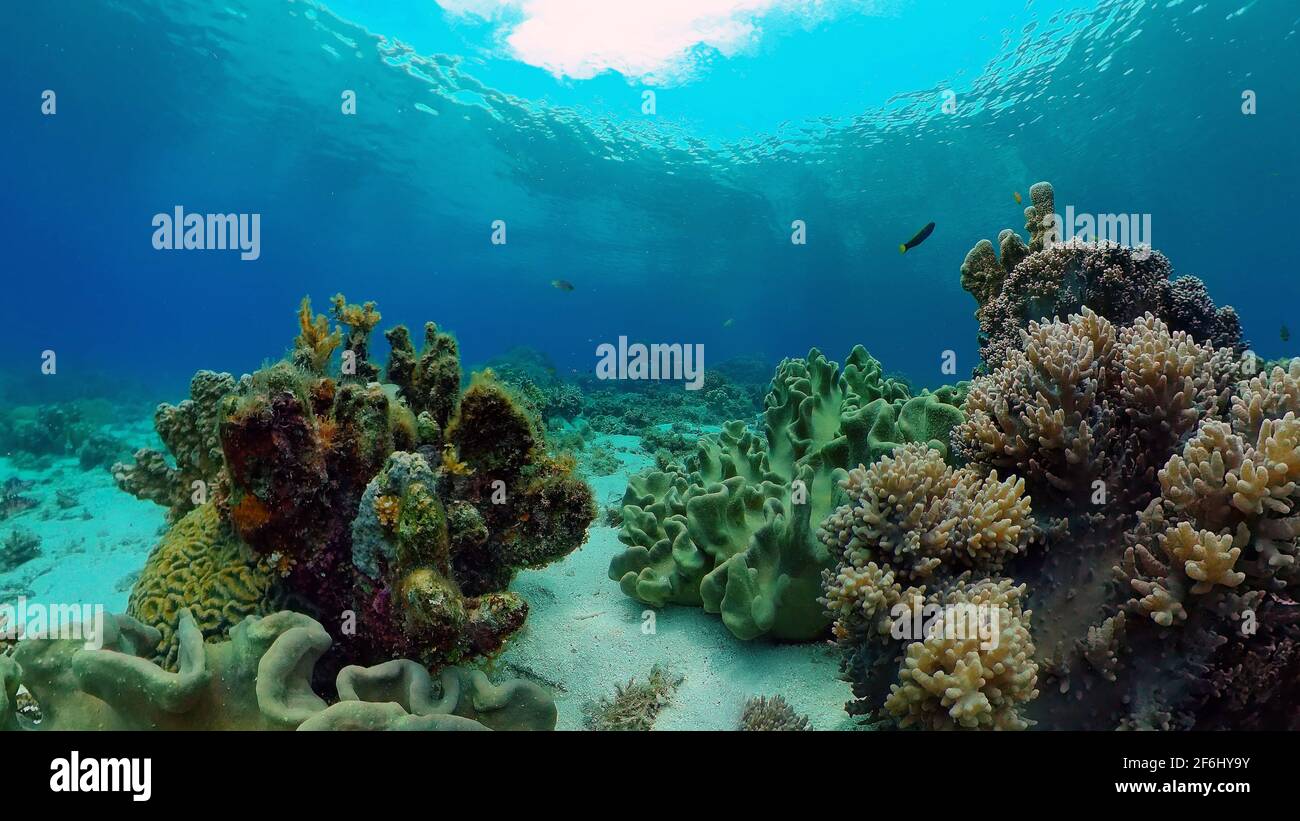 Underwater Colorful Tropical Fishes. wonderful and beautiful underwater ...