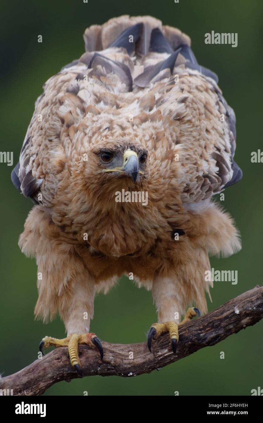 Juvenile Spanish Imperial Eagle (Aquila adalberti Stock Photo - Alamy