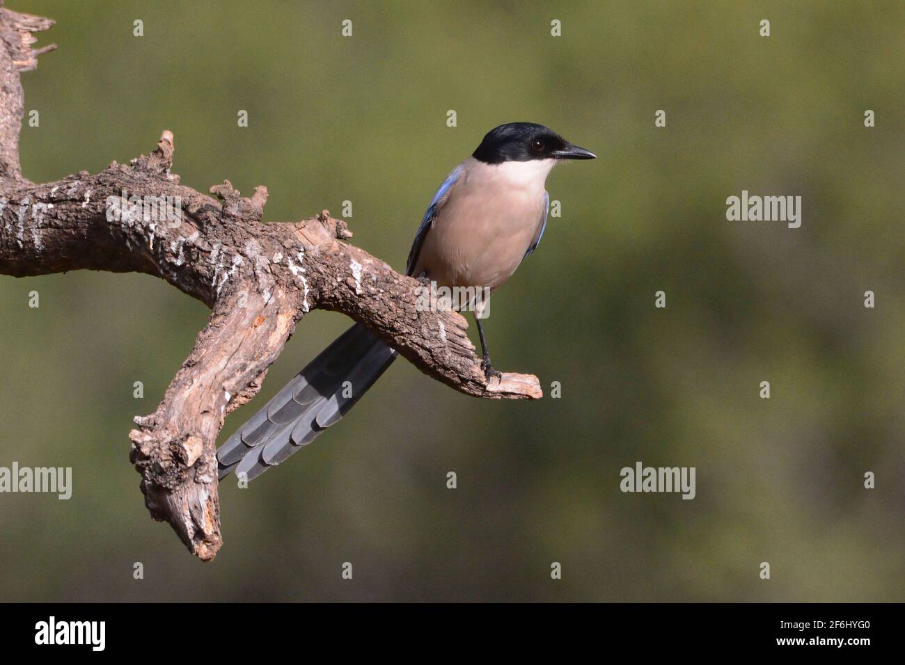 Azure-winged Magpie (Cyanopica cyanus Stock Photo - Alamy