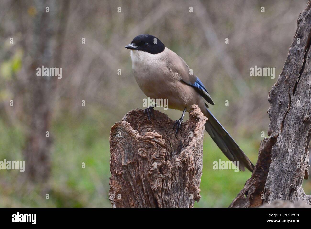 Azure-winged Magpie (Cyanopica cyanus Stock Photo - Alamy