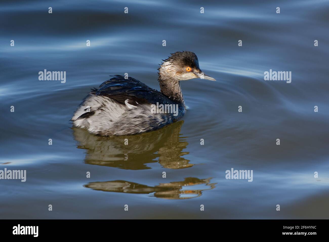 Black-necked Grebe (Podiceps nigricollis) in winter plumage Stock Photo ...