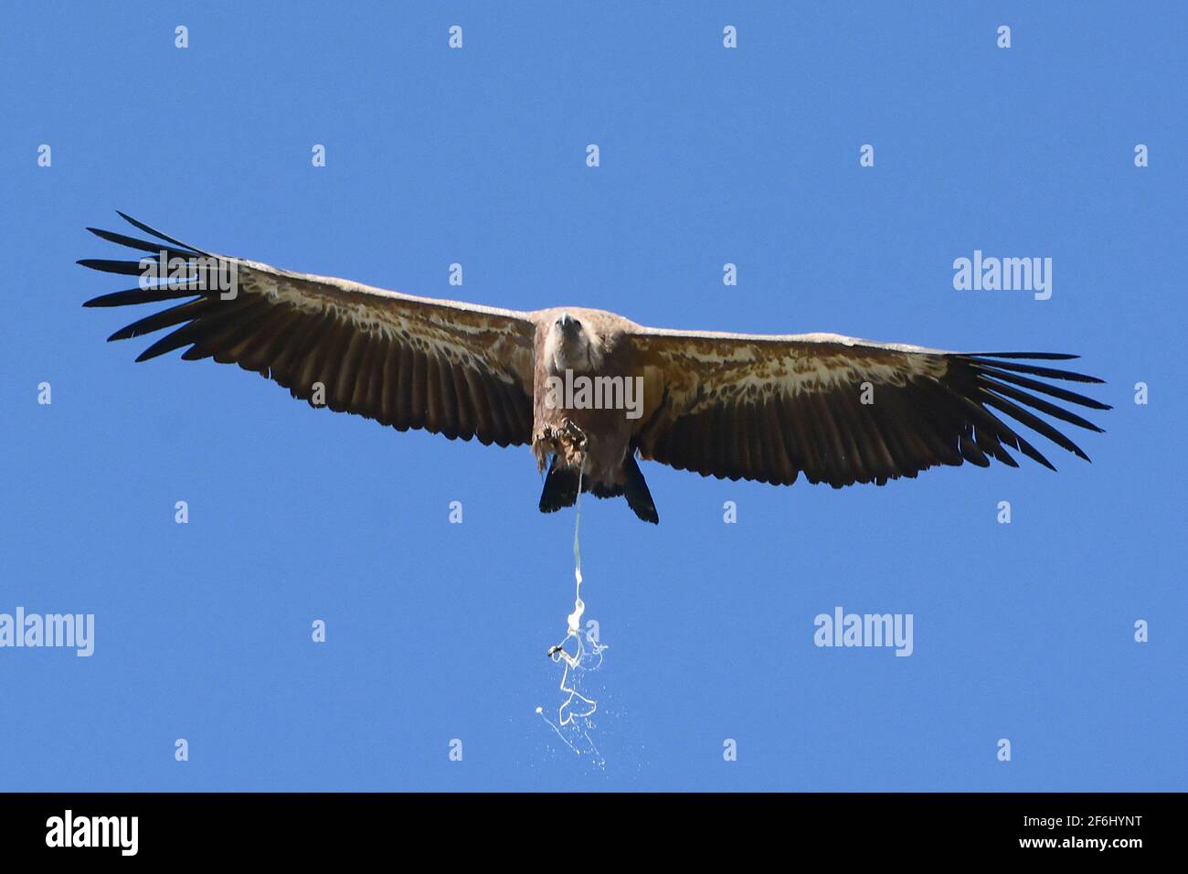 Defecating Bird High Resolution Stock Photography and Images - Alamy