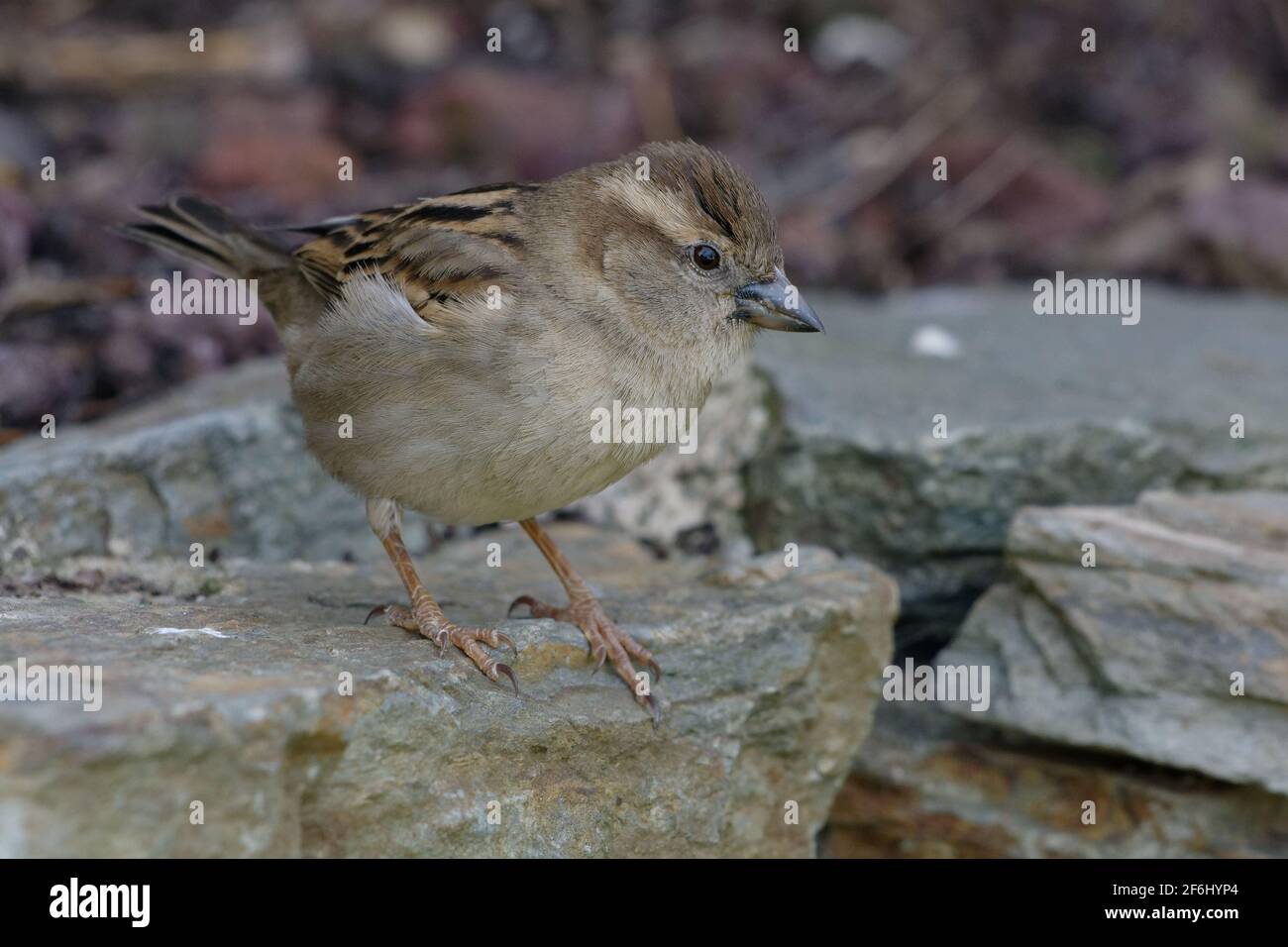 Female House Sparrow (Passer domesticus Stock Photo - Alamy