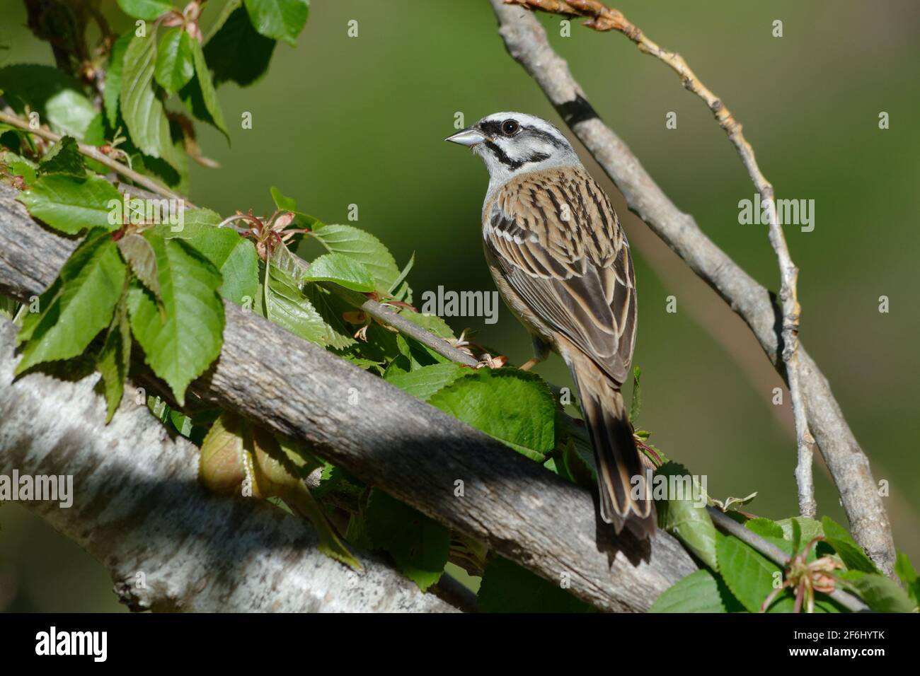 Rock Bunting (Emberiza cia Stock Photo - Alamy