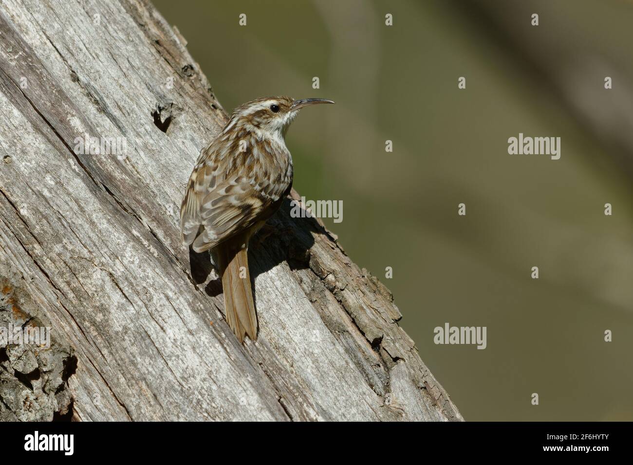 Short-toed Treecreeper (Certhia brachydactyla Stock Photo - Alamy