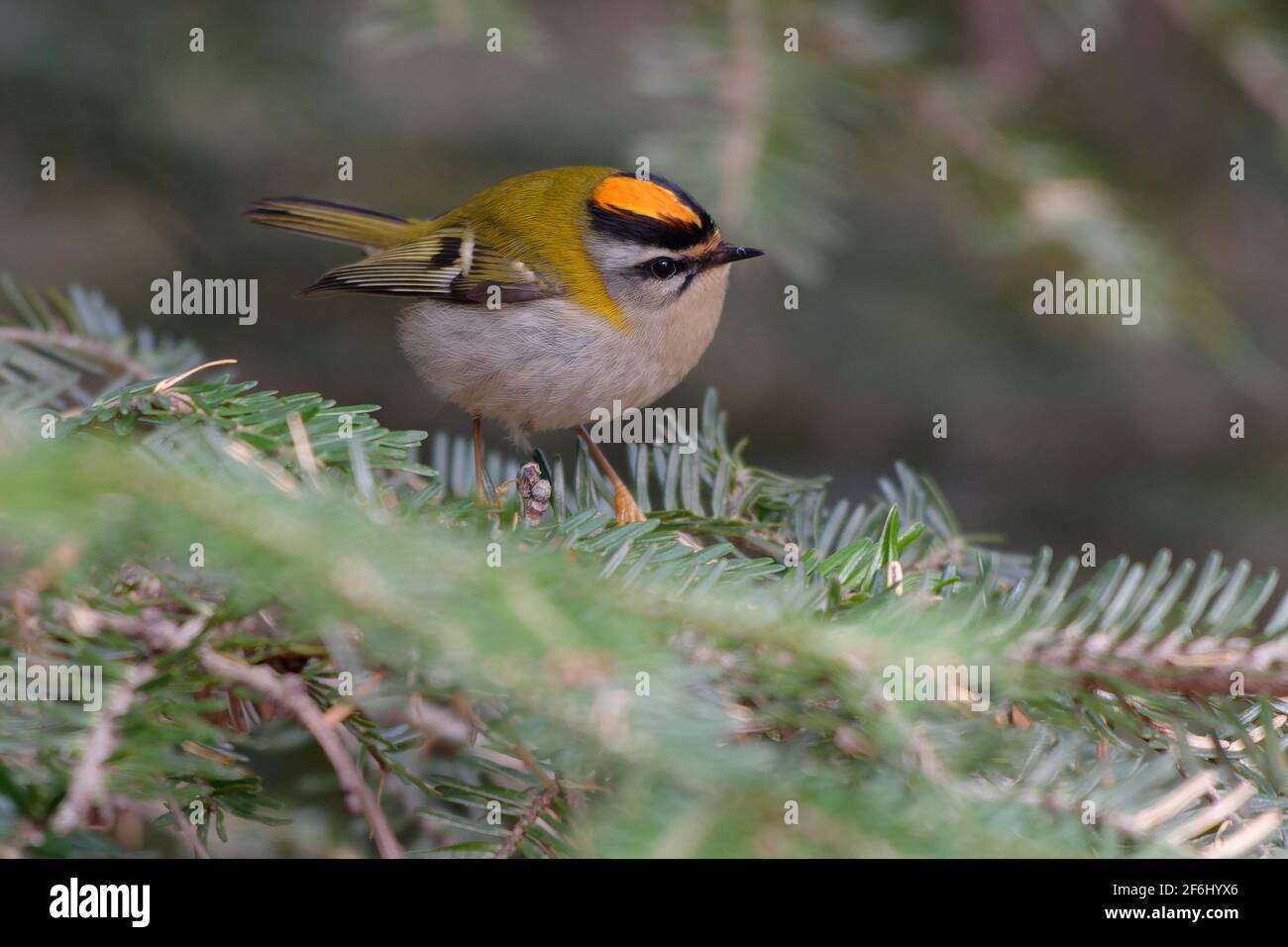 Common firecrest hi-res stock photography and images - Alamy