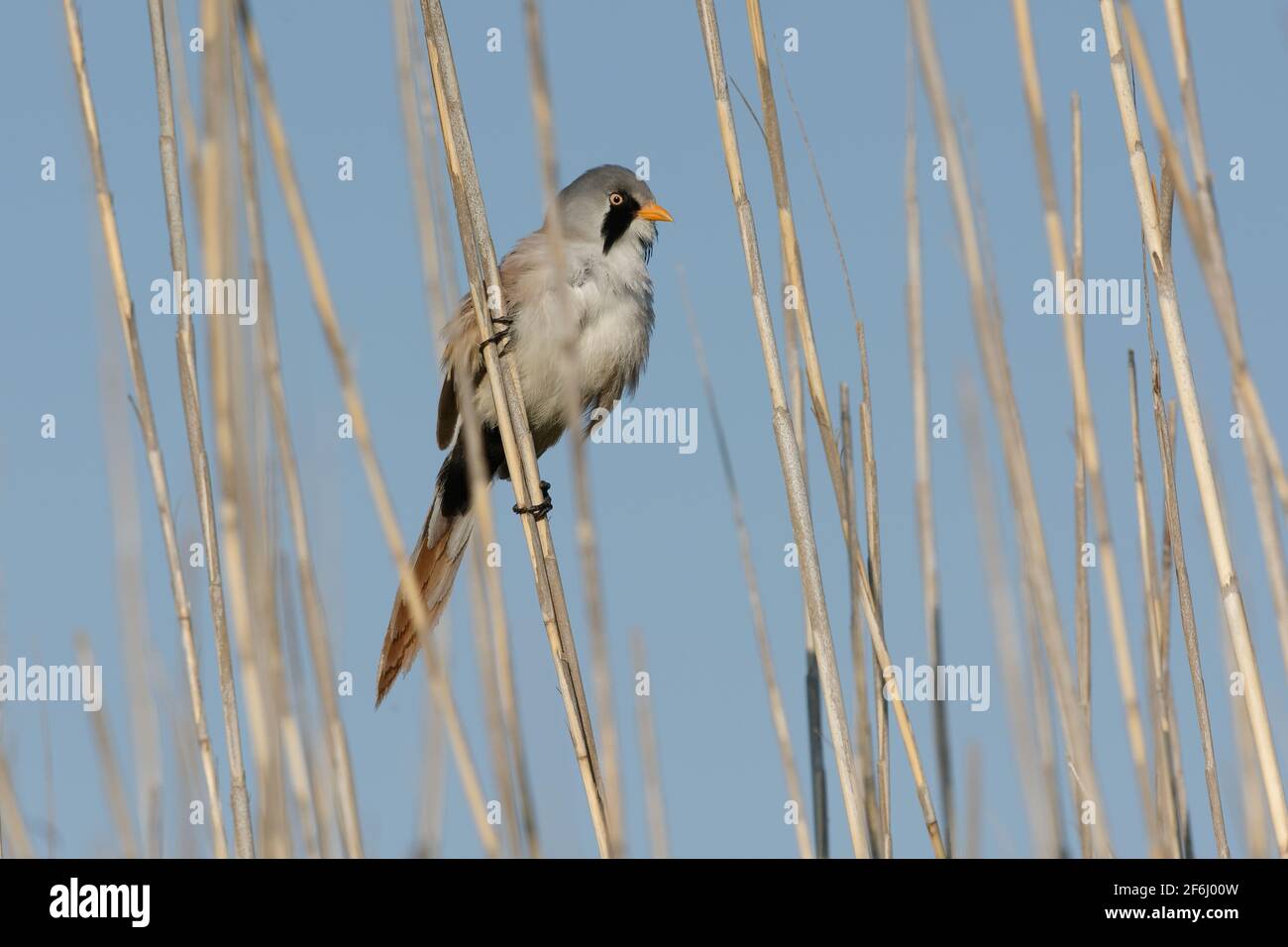 Bearded Reedling (Panurus biarmicus Stock Photo - Alamy