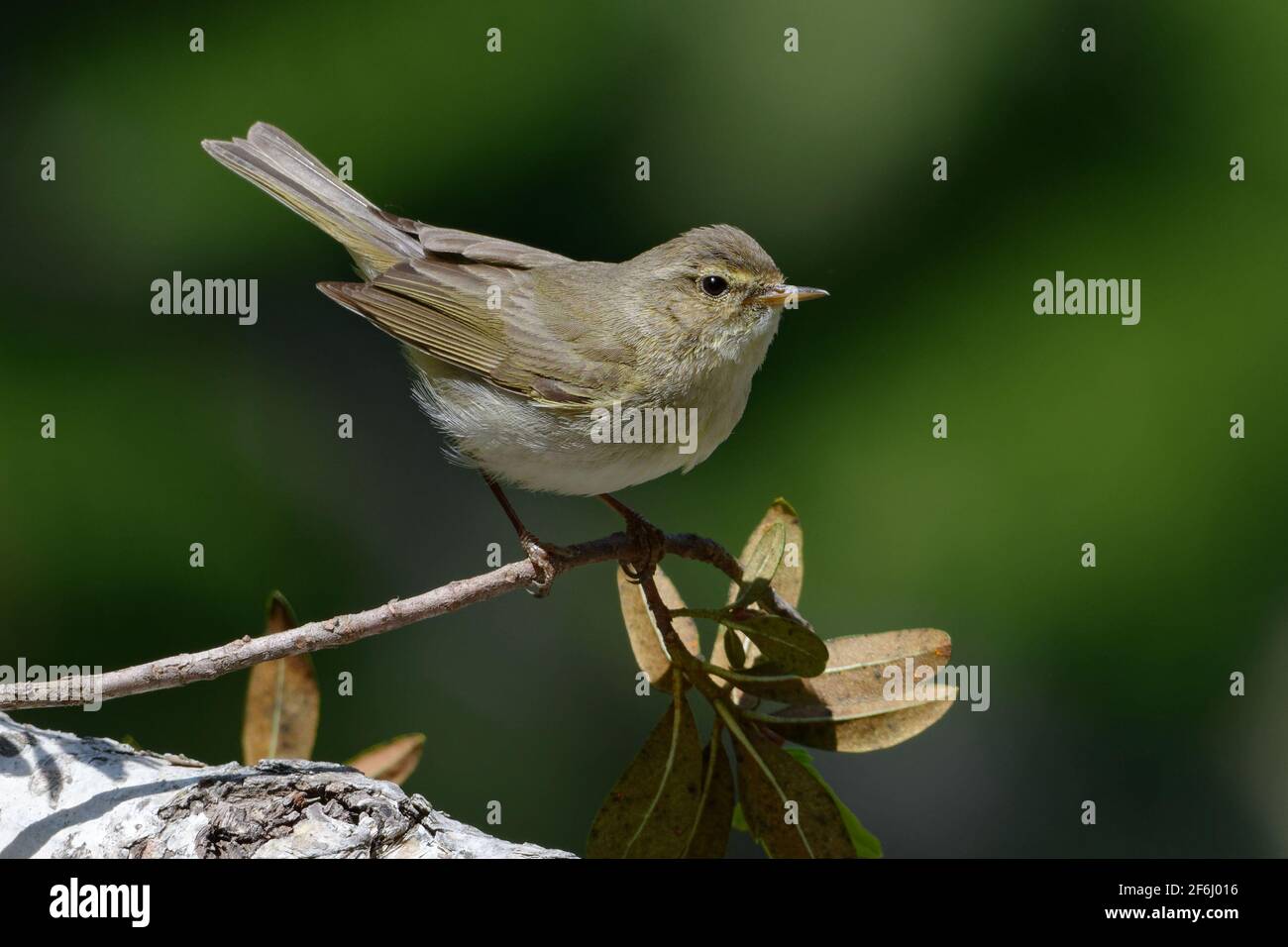 Common chiffchaff (phylloscopus collybita Stock Photo - Alamy