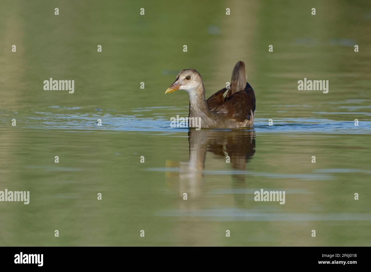 Juvenile common moorhen gallinula chloropus hi-res stock photography ...