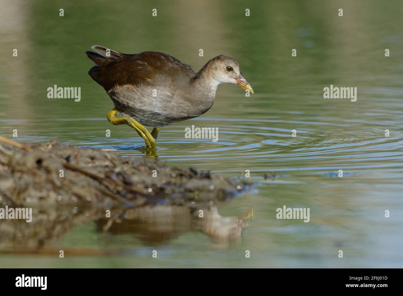 Juvenile Common Moorhen (Gallinula chloropus Stock Photo - Alamy