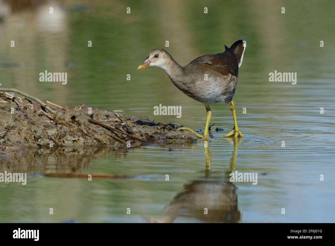Juvenile common moorhen gallinula chloropus hi-res stock photography ...