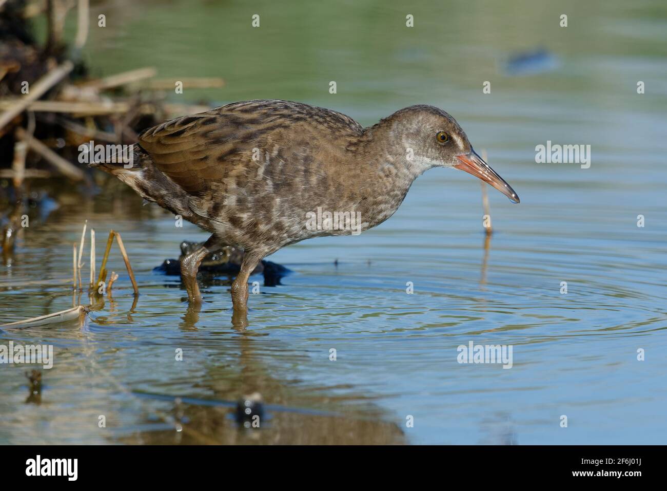 Juvenile Water Rail (Rallus aquaticus Stock Photo - Alamy