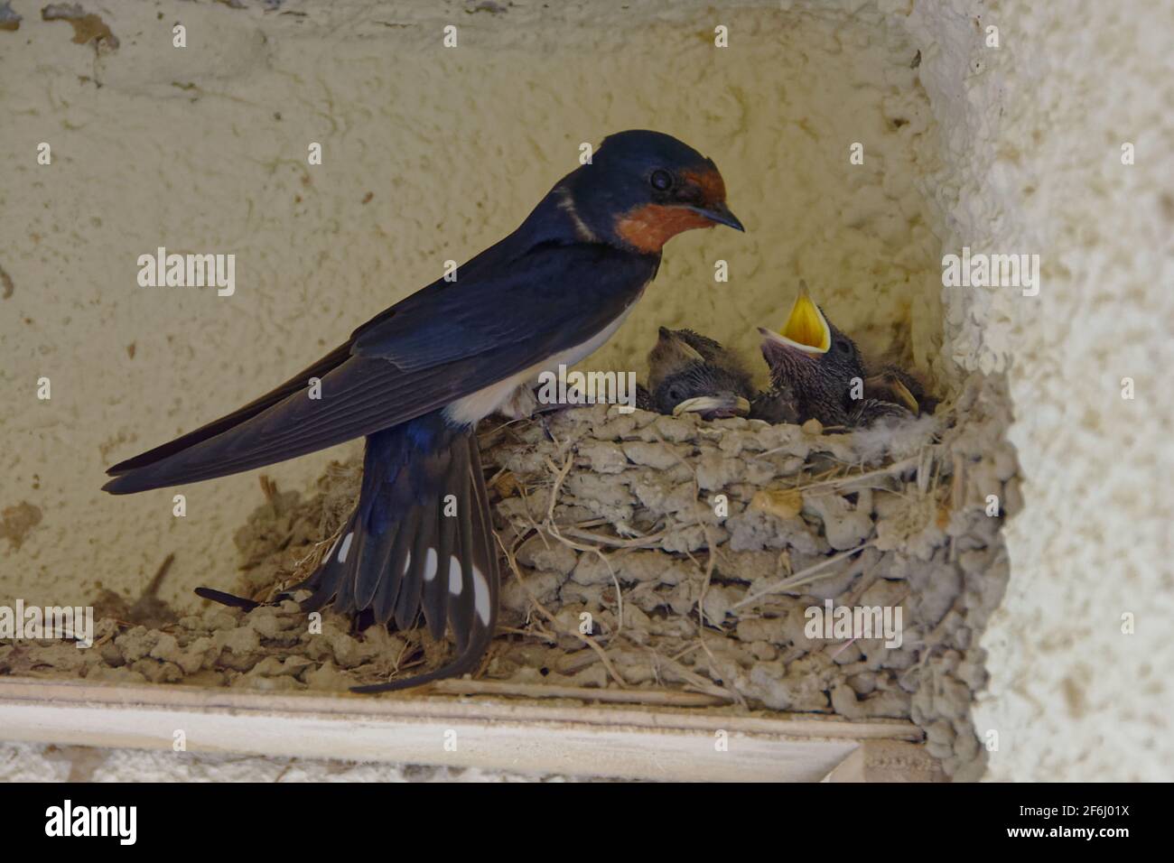 Barn Swallow (Hirundo rustica) feeding its young at nest Stock Photo ...