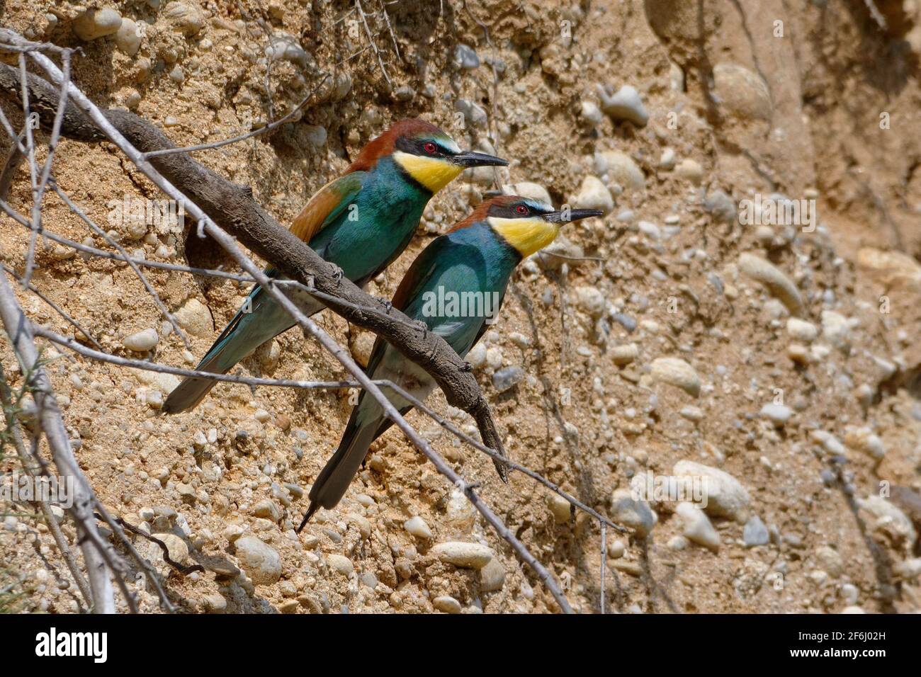 Couple of European Bee-eaters (Merops apiaster Stock Photo - Alamy