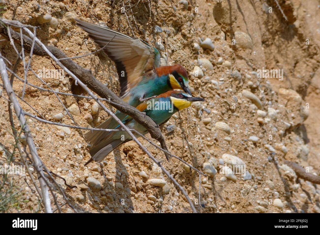 Mating of European Bee-eaters (Merops apiaster Stock Photo - Alamy