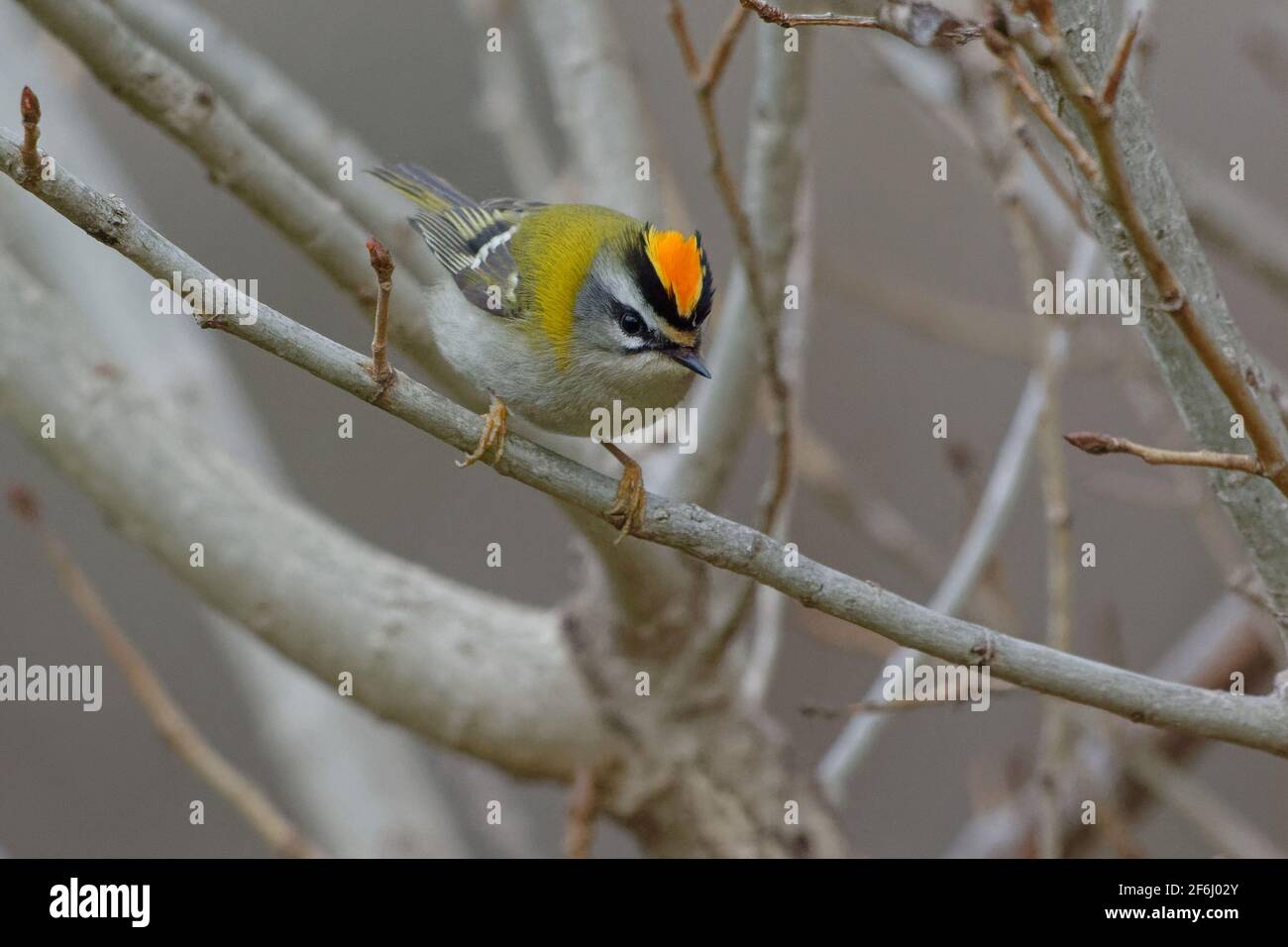 Common Firecrest (Regulus ignicapilla Stock Photo - Alamy