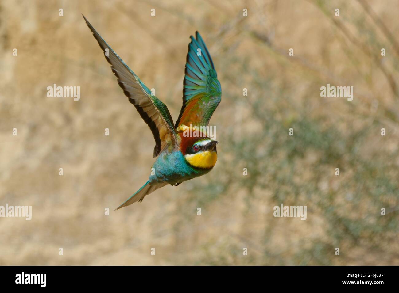 European Bee-eater (Merops apiaster Stock Photo - Alamy