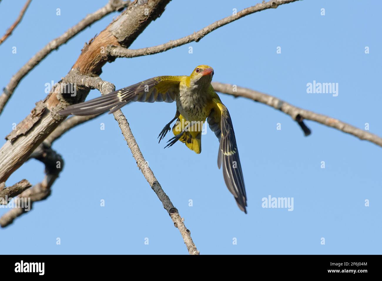Oriole flying hi-res stock photography and images - Alamy