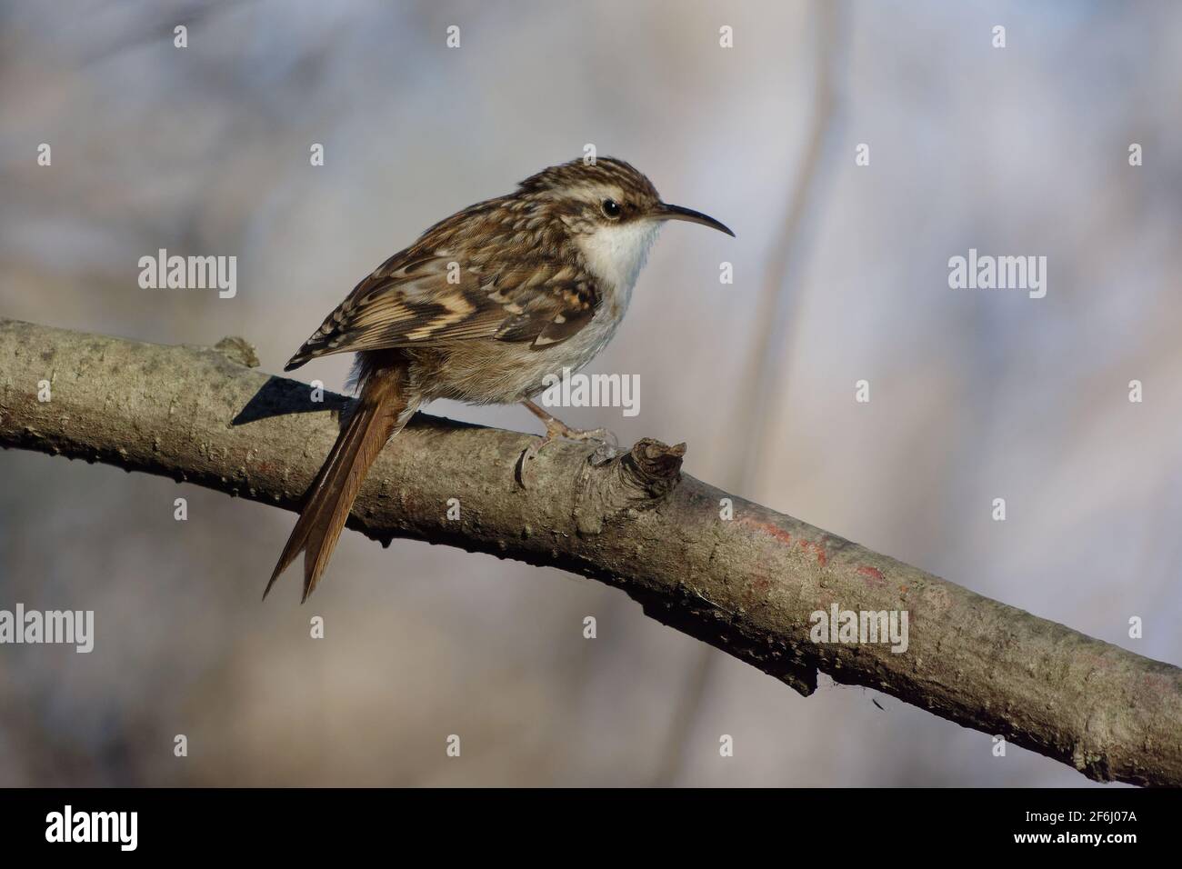 Short-toed Treecreeper (Certhia brachydactyla Stock Photo - Alamy