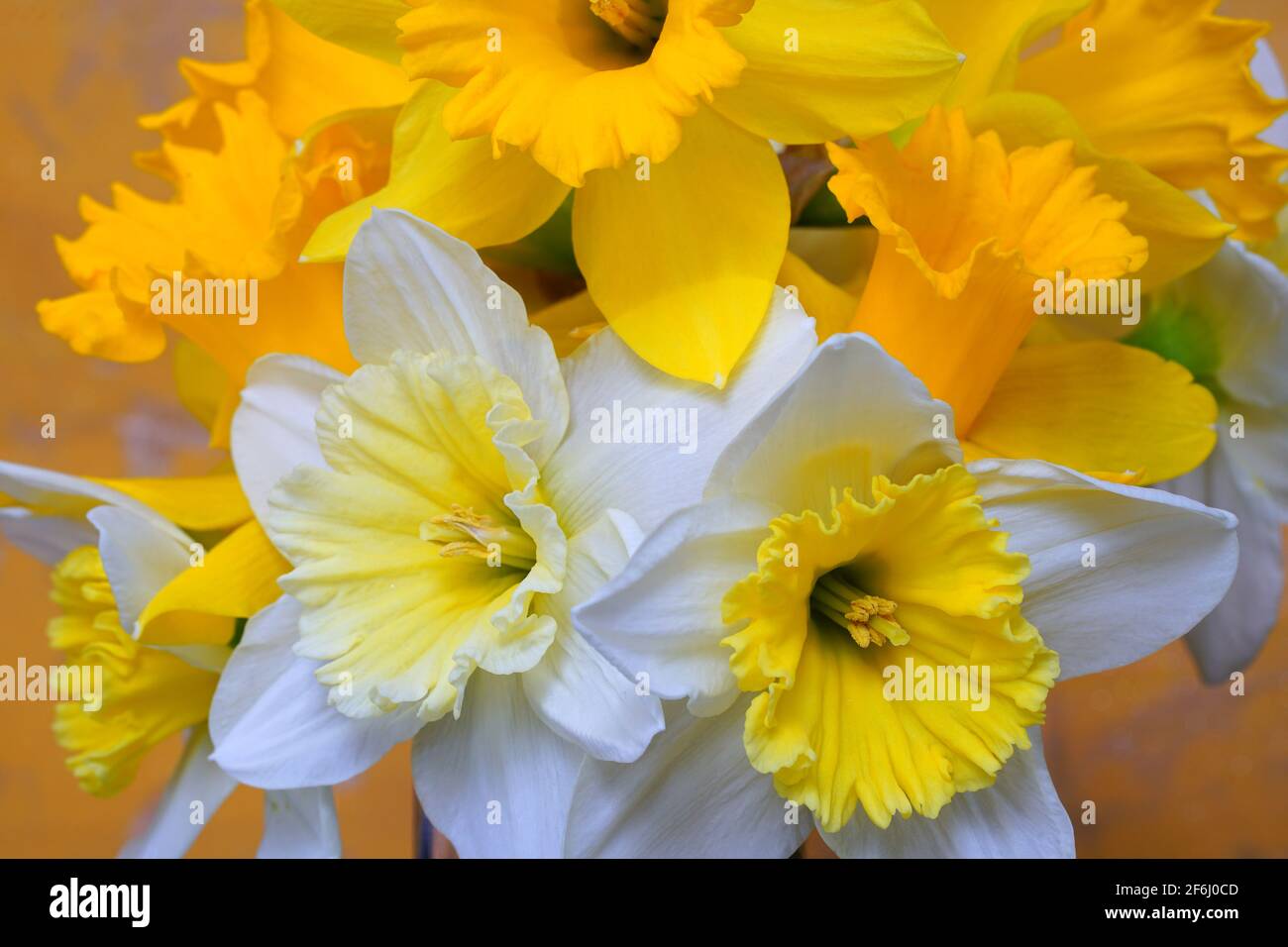 Bouquet of colorful yellow, orange and white daffodil flowers in a vase ...
