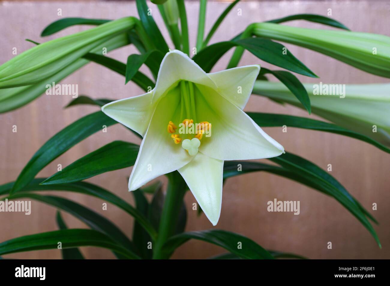 Fragrant white and yellow trumpet flowers of Easter Lily flowers ...