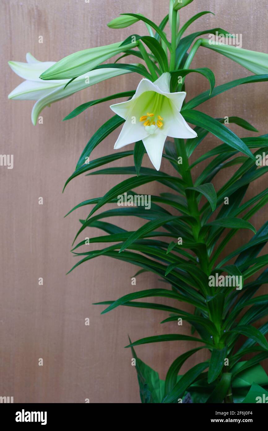 Fragrant white and yellow trumpet flowers of Easter Lily flowers (lilium longiflorum) in the ...