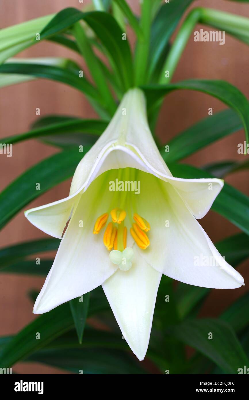 Fragrant white and yellow trumpet flowers of Easter Lily flowers ...