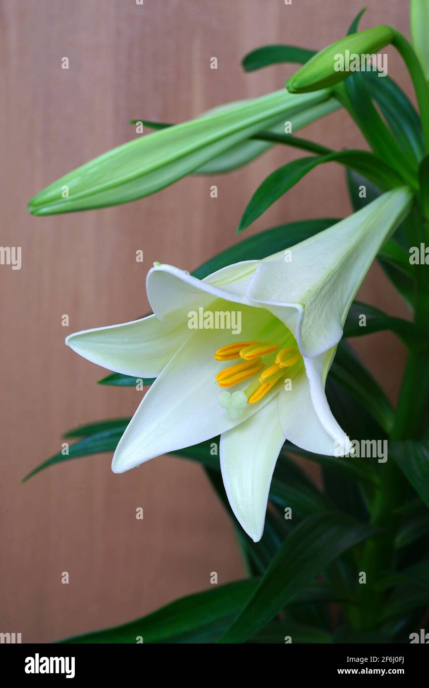 Fragrant white and yellow trumpet flowers of Easter Lily flowers ...