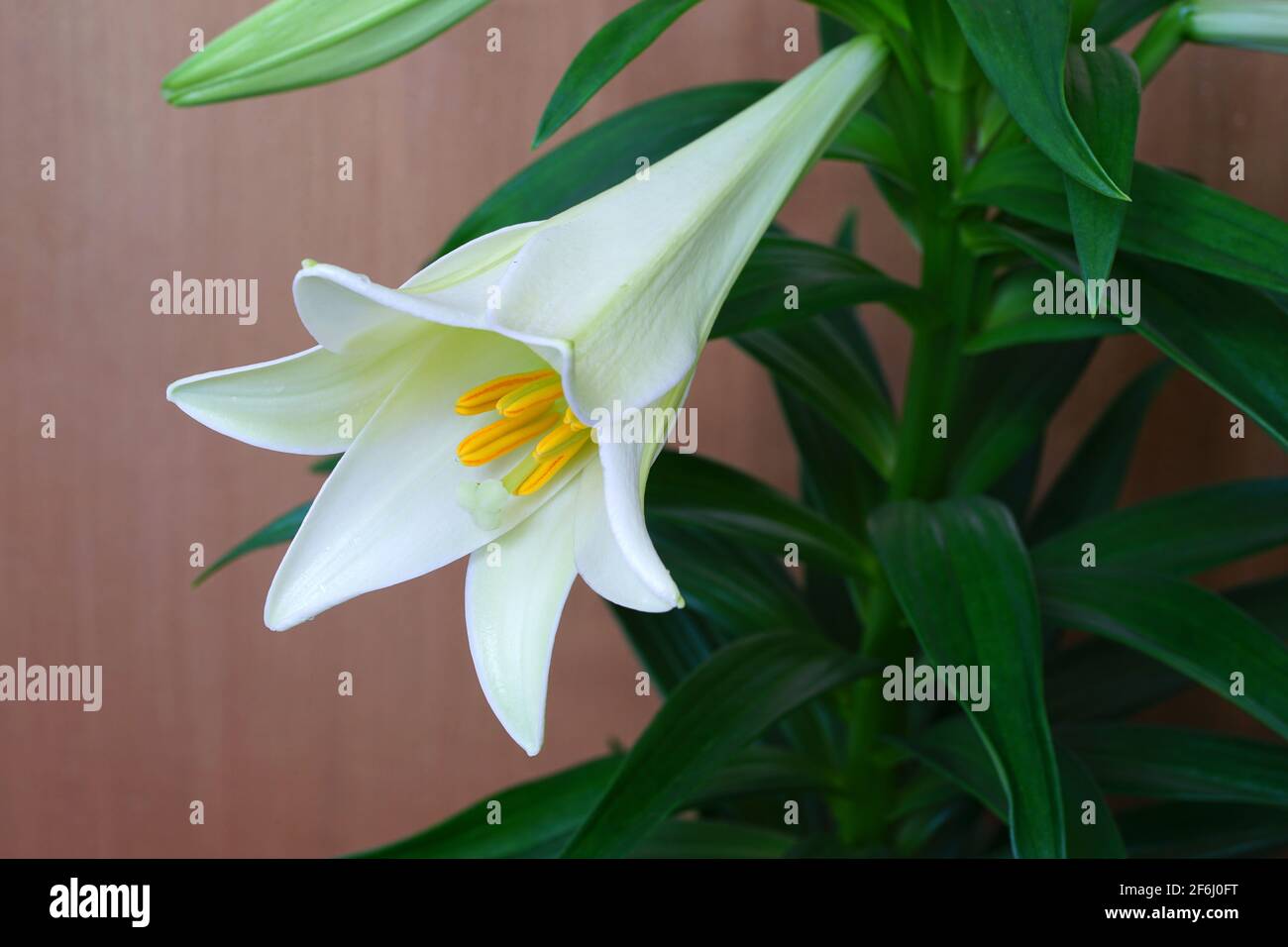 Fragrant white and yellow trumpet flowers of Easter Lily flowers ...