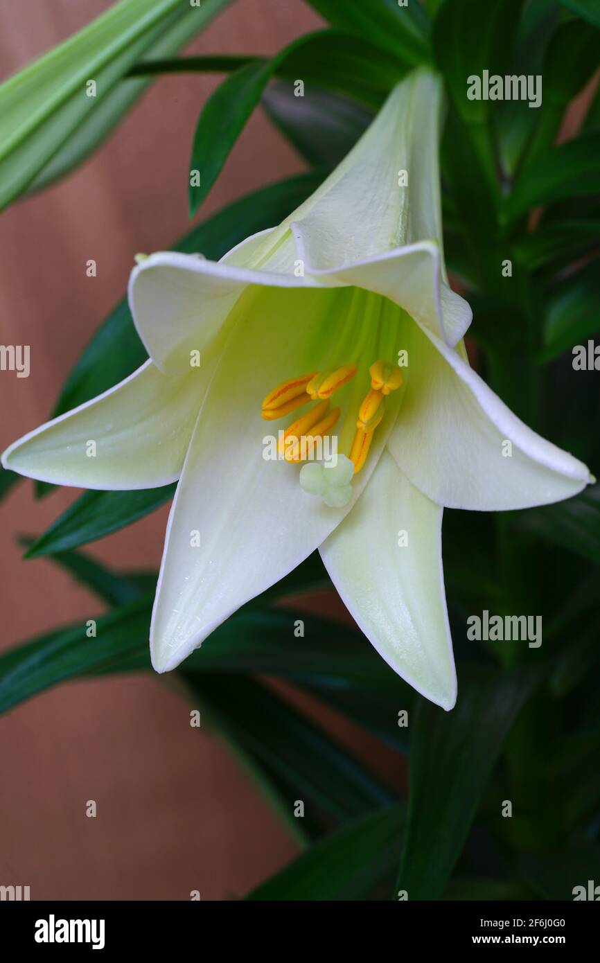 Fragrant white and yellow trumpet flowers of Easter Lily flowers ...